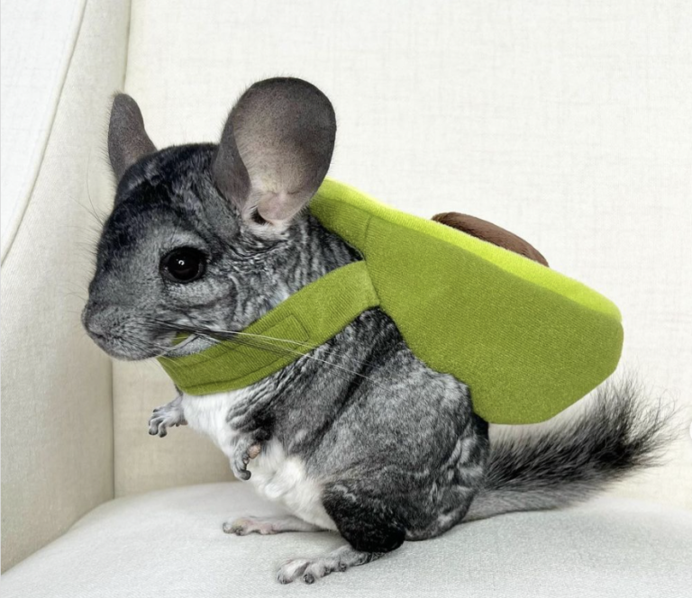 Easy Guacamole - Chinella.com- The Chinchilla Recipe Den